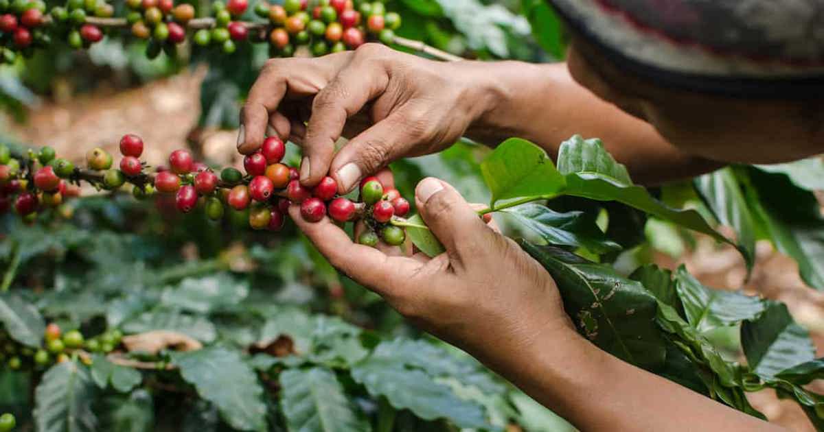 The Remarkable Supply Chain of the Coffee Bean - Unleashed Software